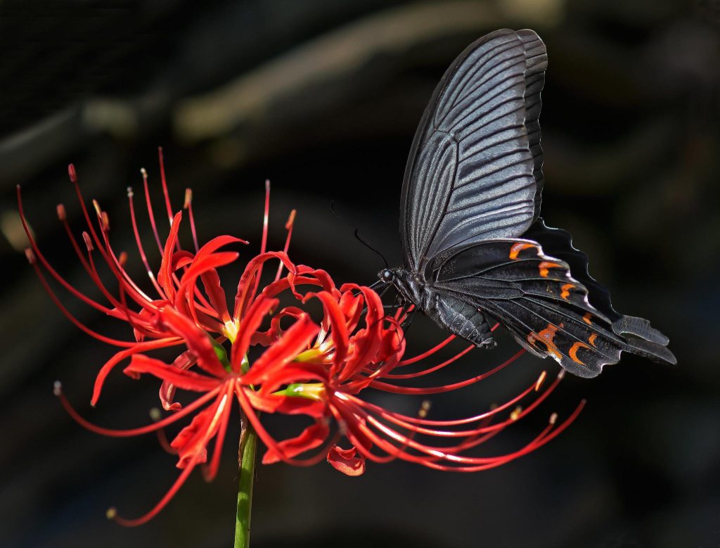 Hoa Bỉ Ngạn là gì? Câu chuyện truyền thuyết về hoa Mạn Đà La